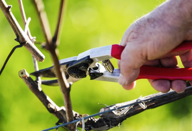 Regenerative Viticulture at Ojai Mountain